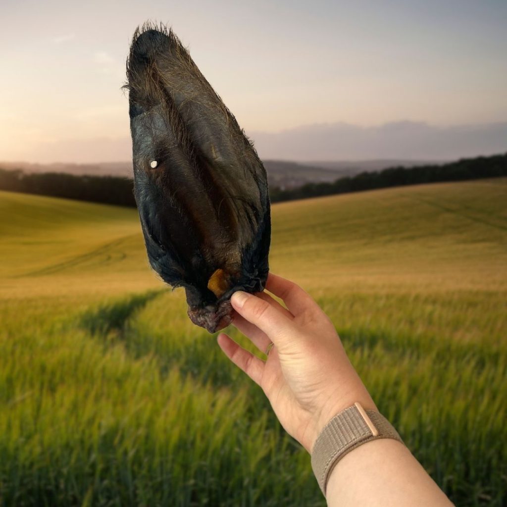 Hairy Buffalo Ears (50s) – Nova Dog Chews