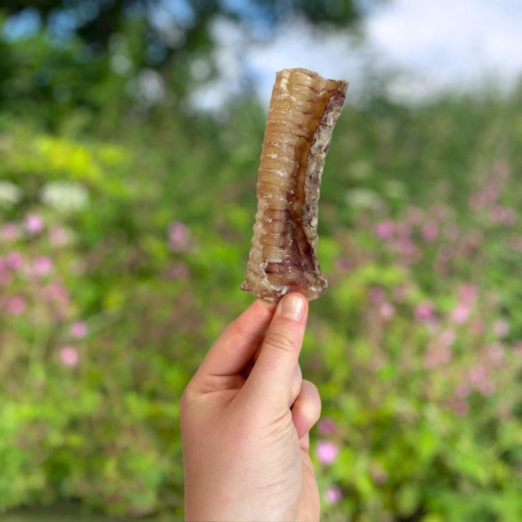 Beef Trachea 12cm 1kg – Nova Dog Chews