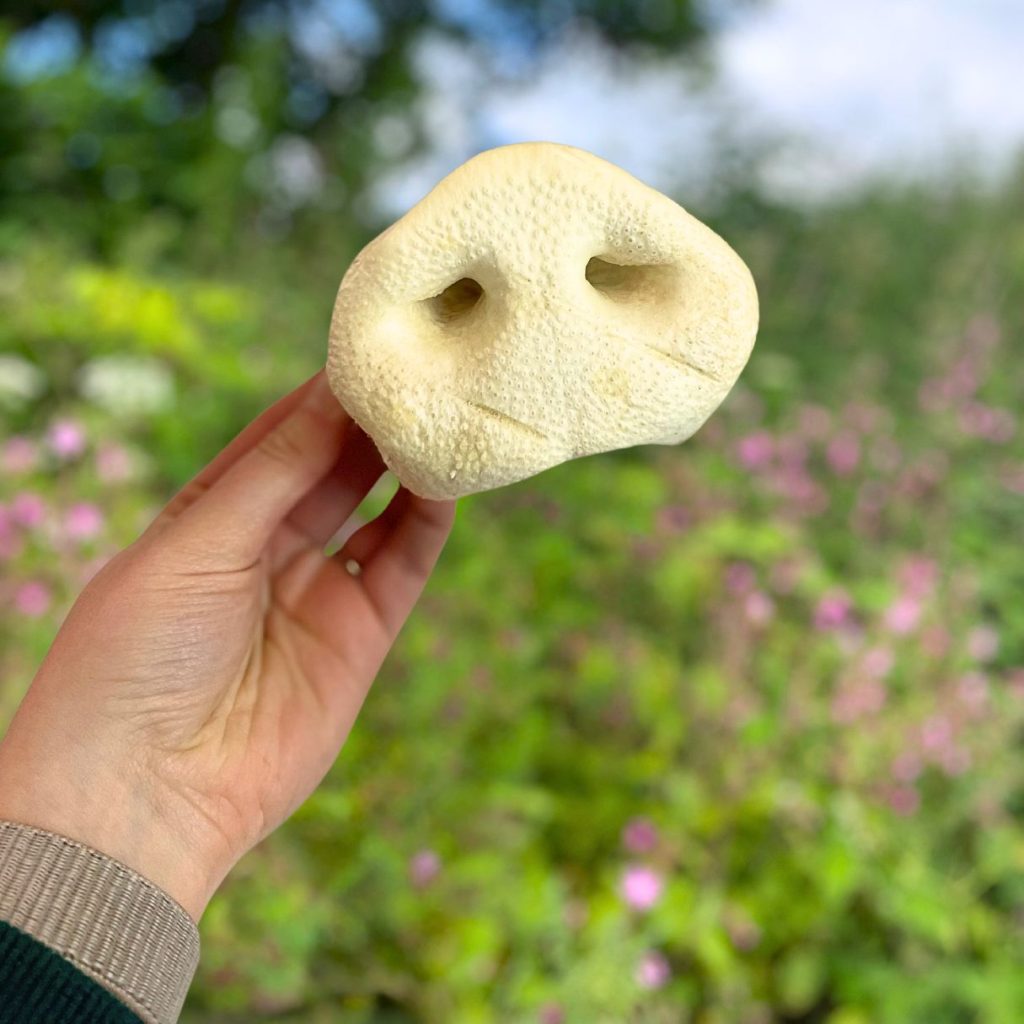 Puffed Pig Snouts (50 pack) (Max 5 Boxes Per Customer) - Nova Dog Chews